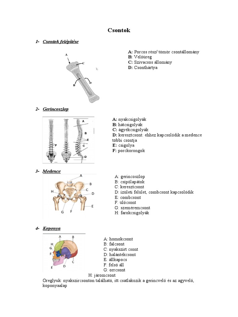 Csontok | PDF