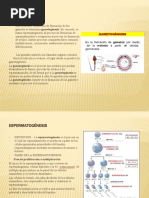 Esquema Proceso Gametogénesis Detallado | PDF | Mitosis | Sistema reproductivo