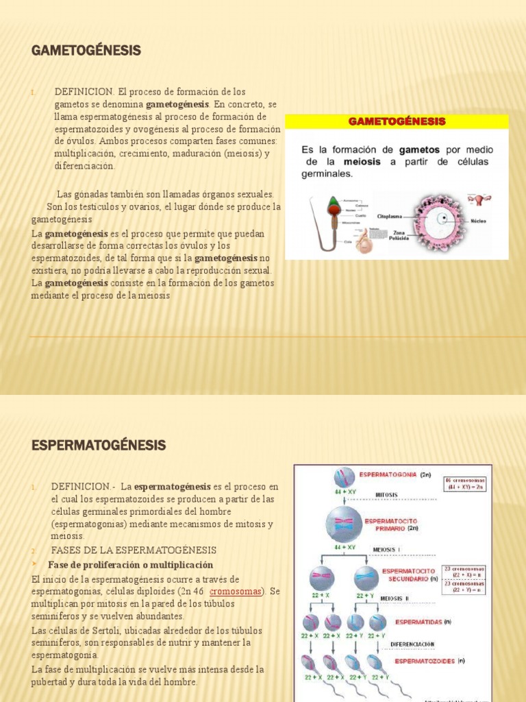 GAMETOGÉNESIS | PDF | Mitosis | Ciencias de la vida