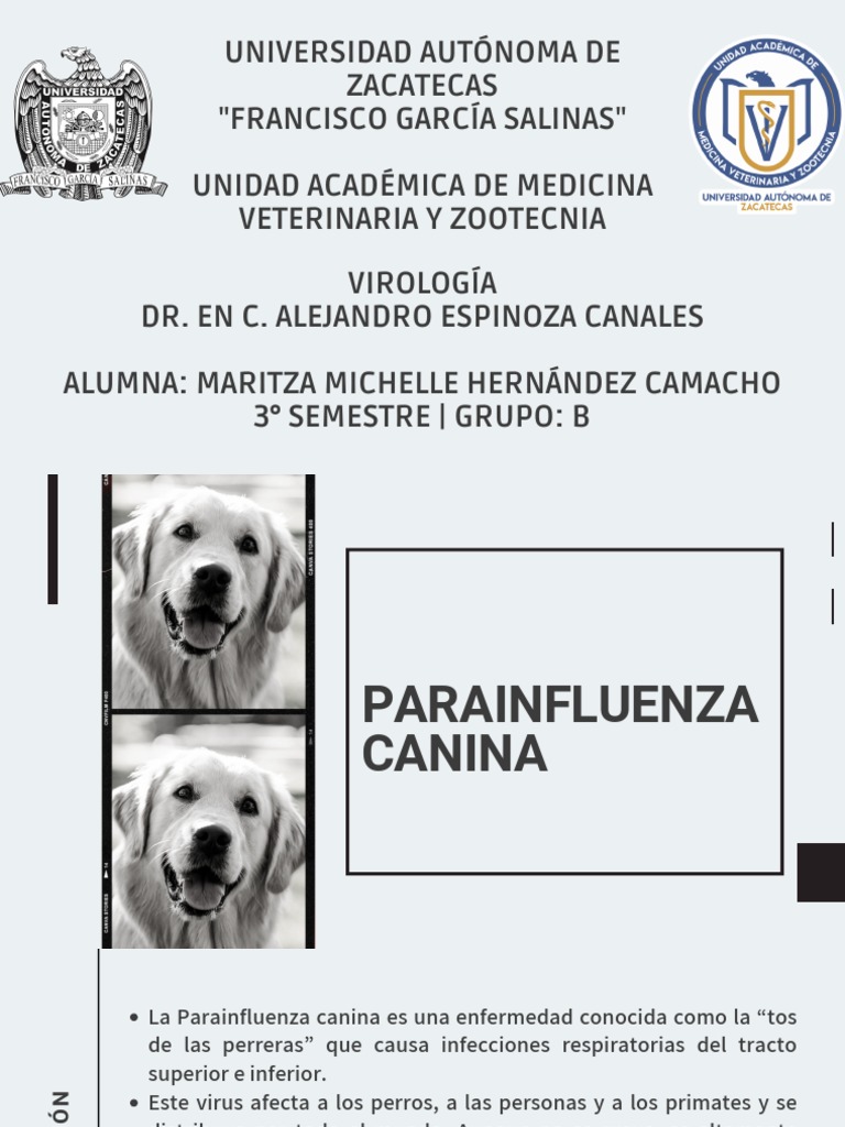 Parainfluenza Canina, Maritza Hernández 3B | PDF | Virus | Influenza