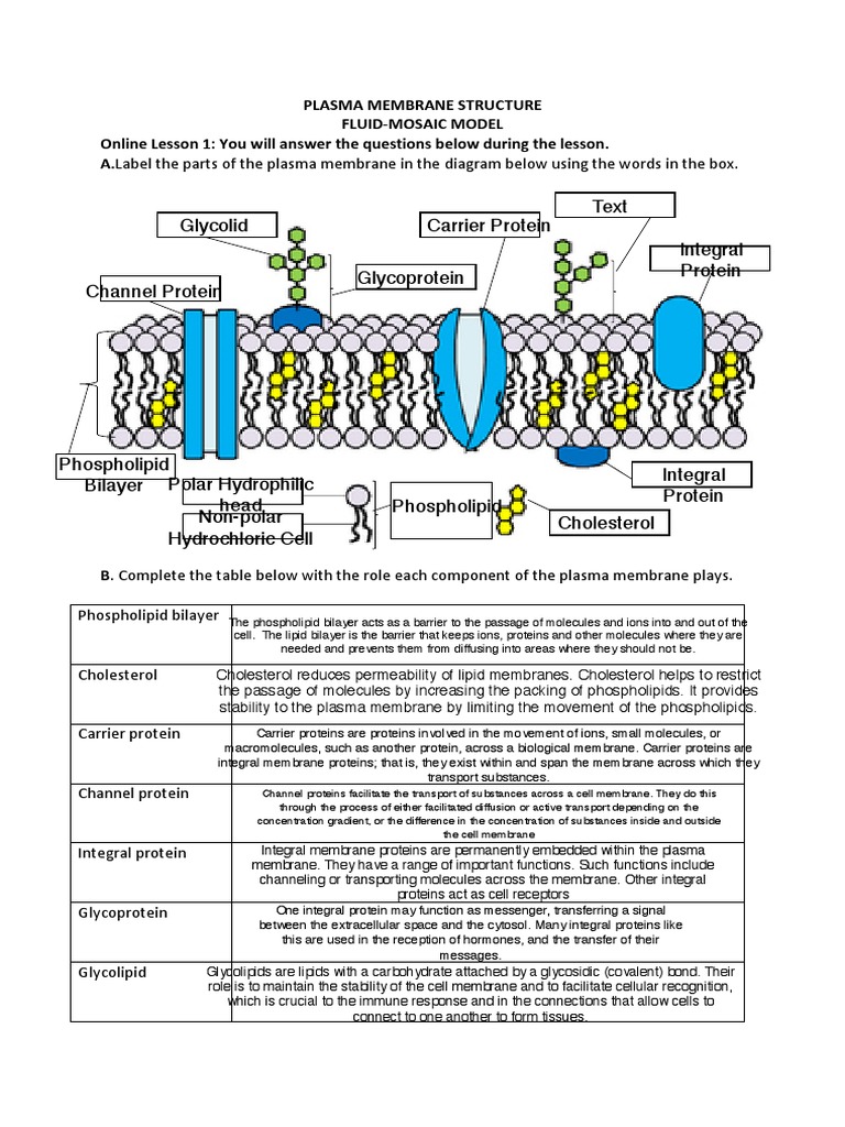 Plasma Membrane Structure and Functions | PDF | Cell Membrane | Lipid ...