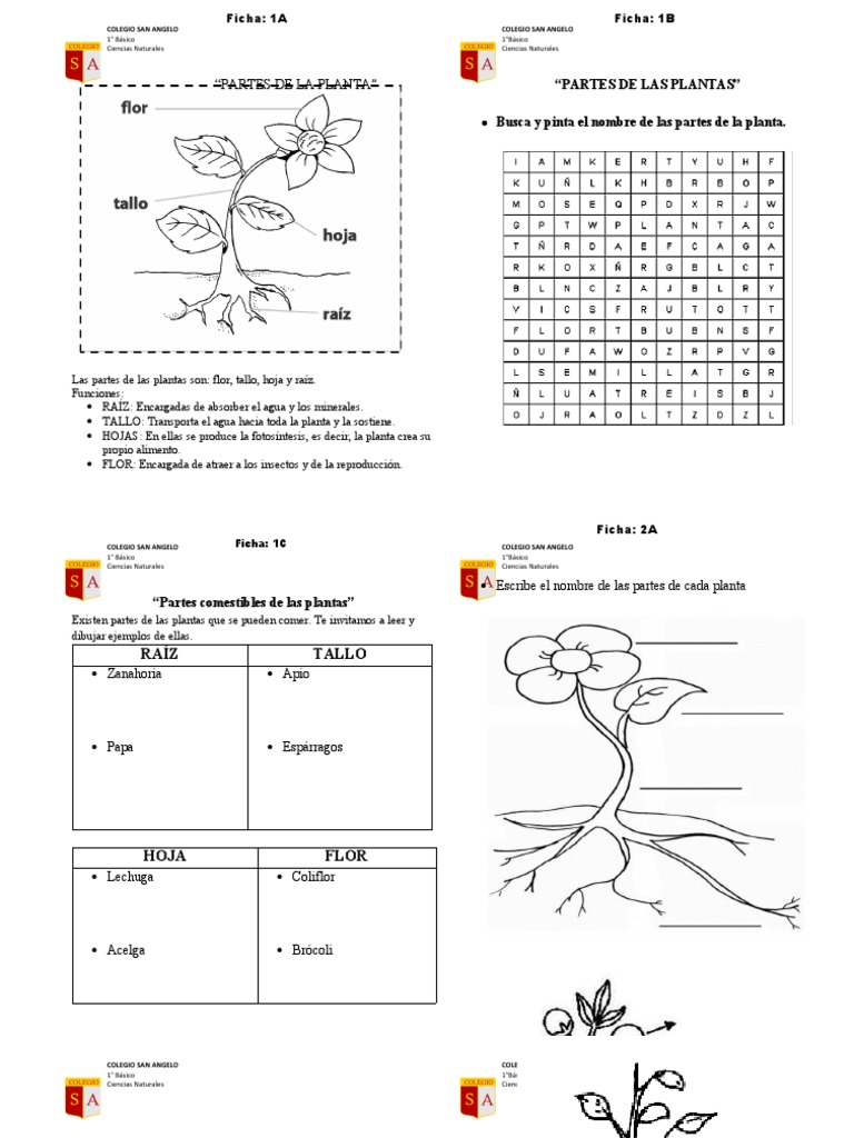 Partes Comestibles de las Plantas | PDF | Plantas | Raíz