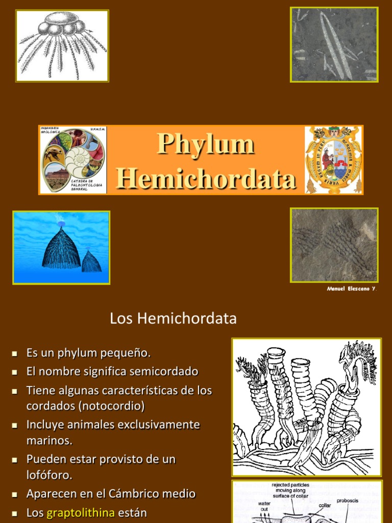 Hemicordados: Phylum Hemichordata | PDF | Geología | Ciencias de la Tierra Hemicordados: Phylum Hemichordata | PDF | Geología | Ciencias de la Tierra