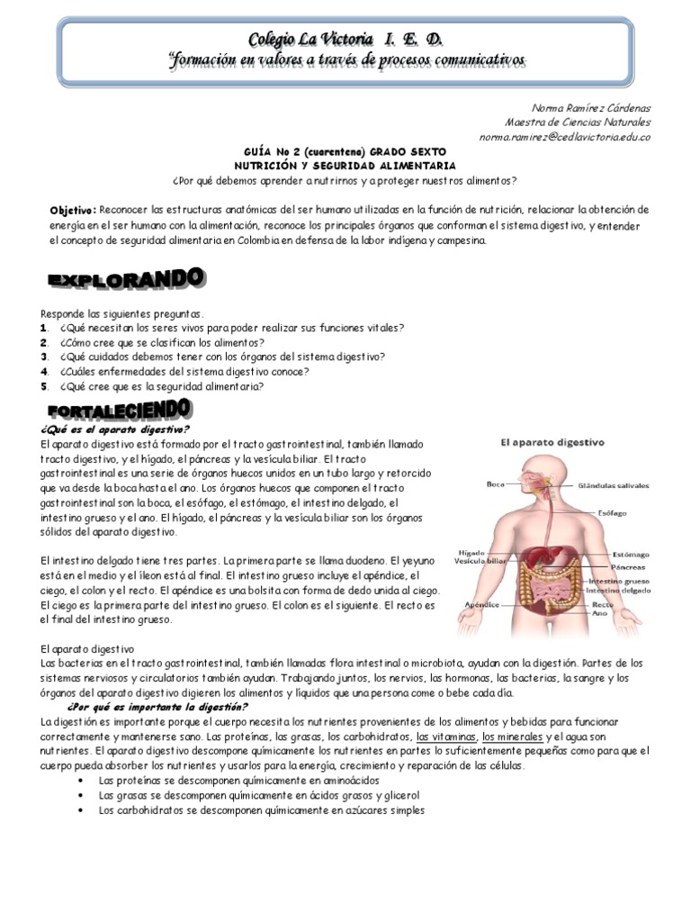 Ciencias Naturales Guia No 2 Periodo 1 Grado 6 | PDF | Digestión ...