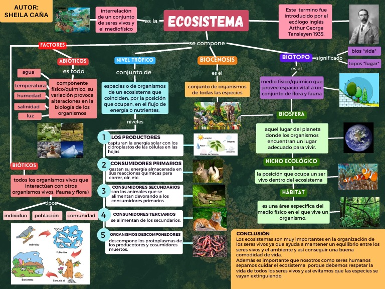 Mapa Conceptual de Ecosistema | Descargar gratis PDF | Ecosistema | Ecología