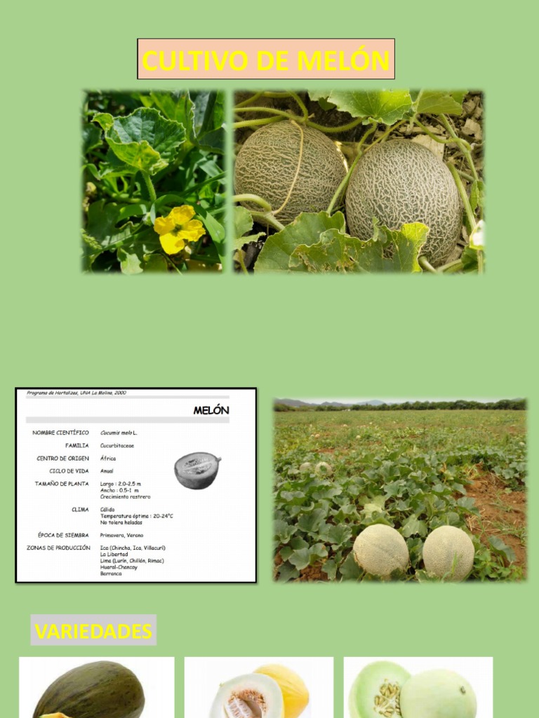 Cultivo de Melon | PDF