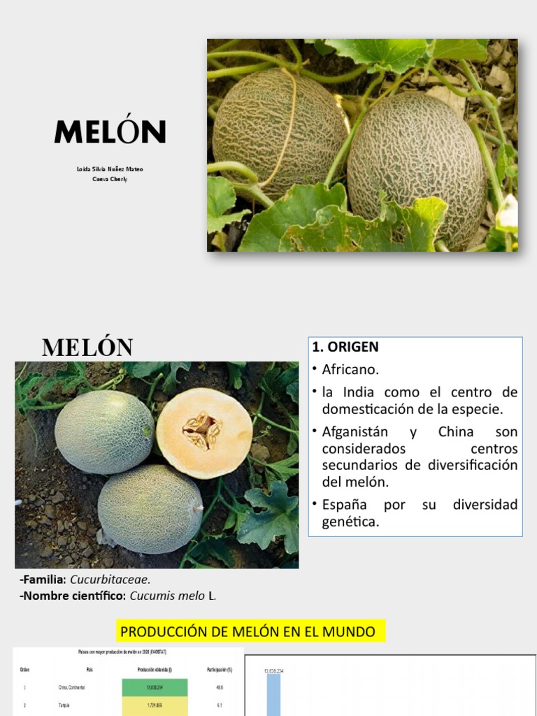Exposición sobre el Melón para Niños | PDF | Flores | Fruta