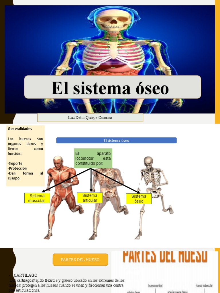 Sistema Óseo: Estructura y Enfermedades | PDF | Hueso | Osteoporosis