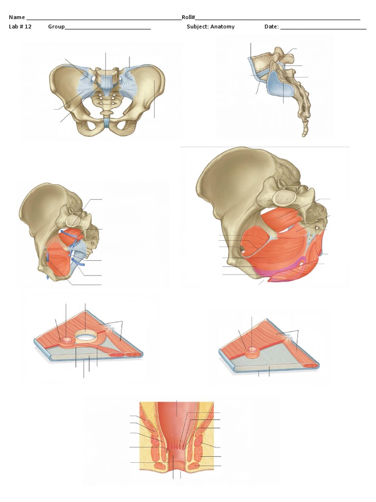 12th Lab Homework Pelvic and Perineum | PDF