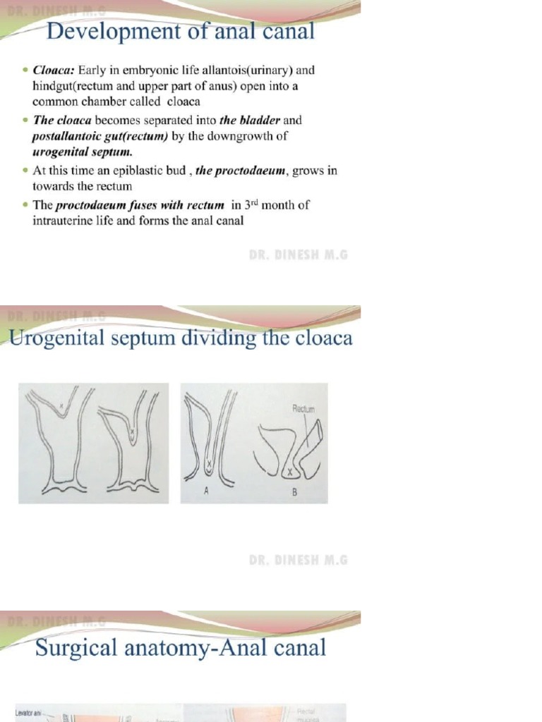 Imperforate Anus | PDF