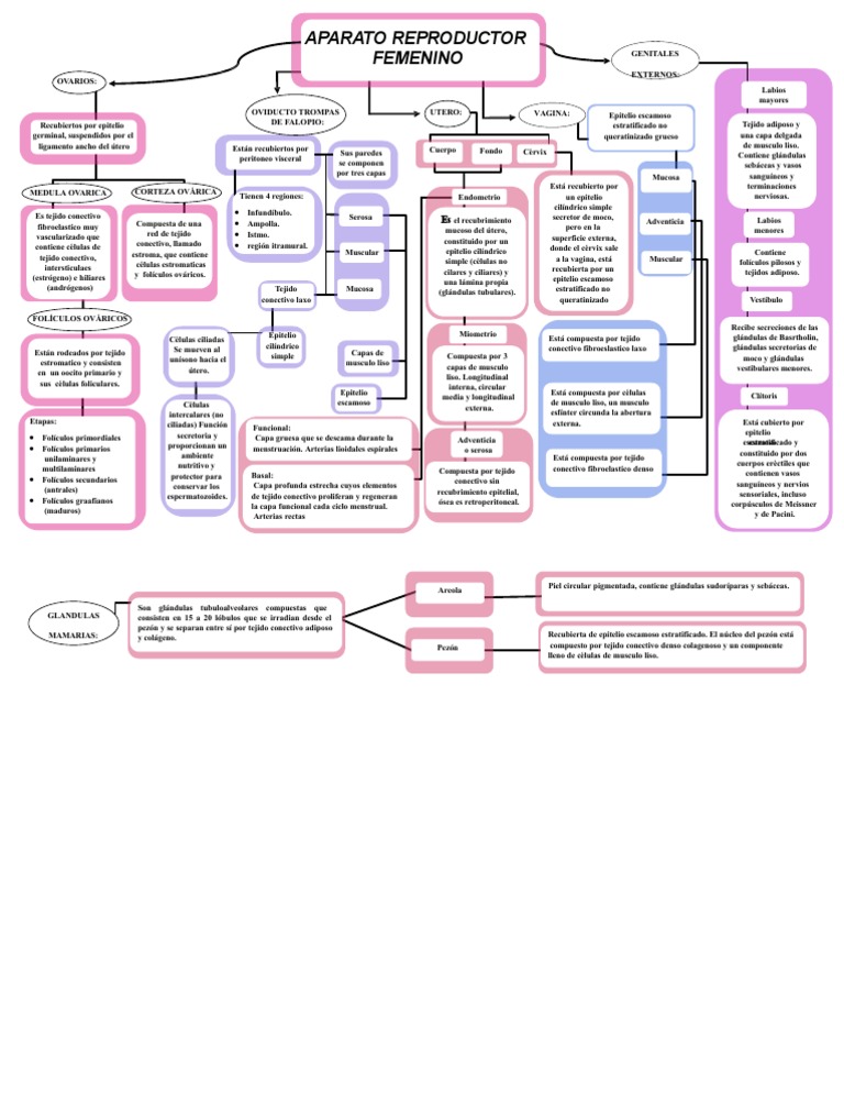 Mapa Conceptual Aparato Reproductor Femenino 10 | PDF | Epitelio | Anatomia animal