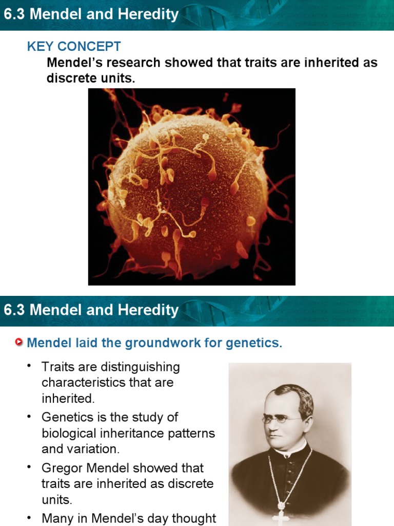 Mendel and Heredity PPT | PDF