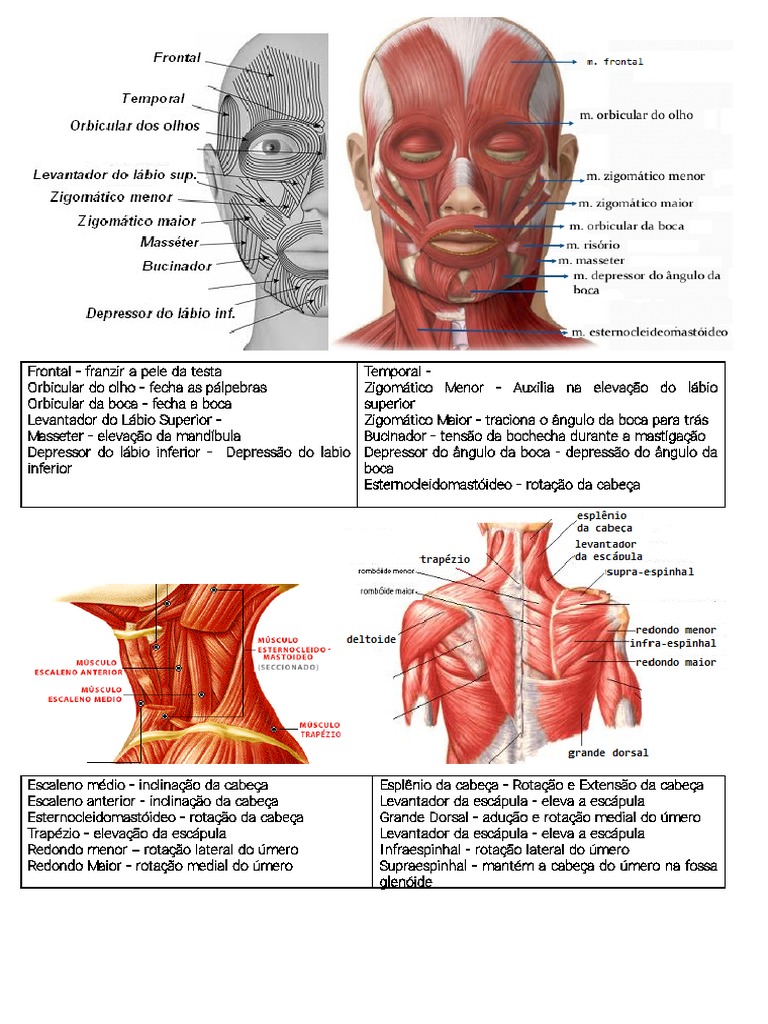 Roteiro Musculos Imagens PDF | PDF | Cotovelo | Joelho