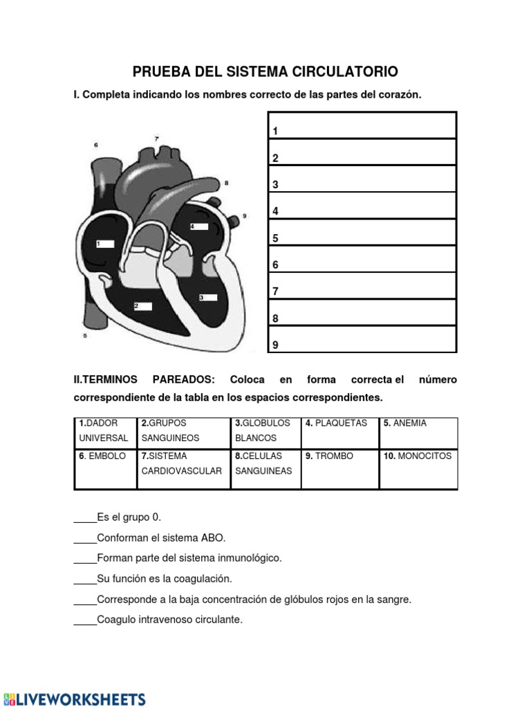 Prueba del Sistema Circulatorio 8° Básico | PDF