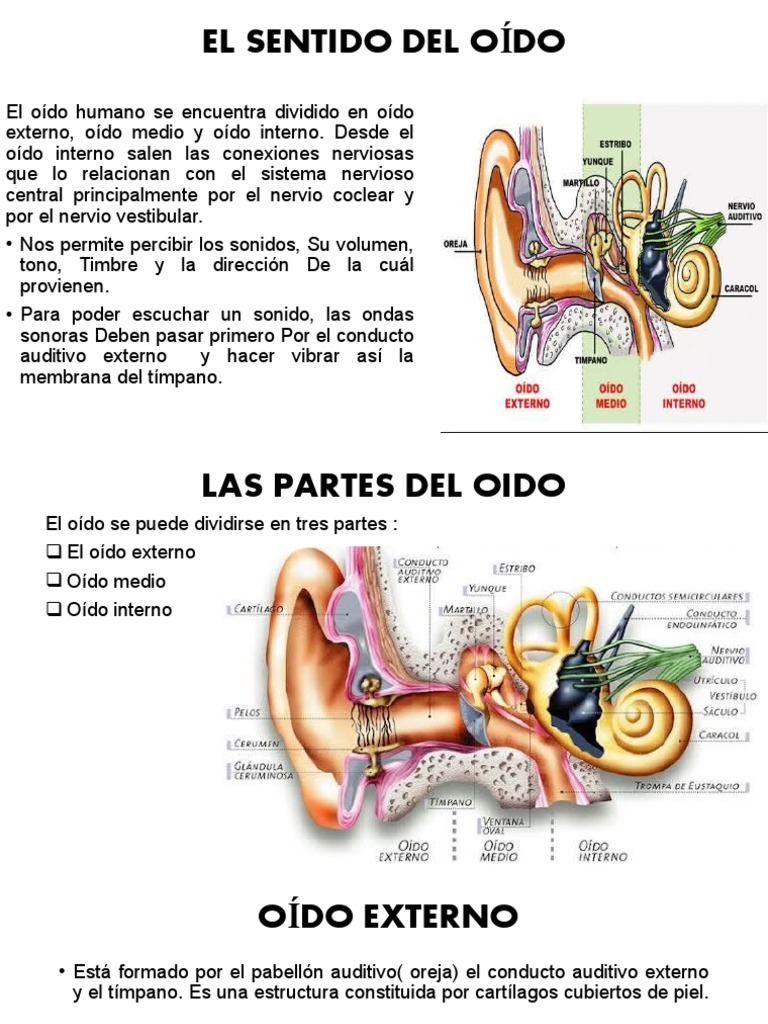 El Sentido Del Oido | PDF | Salud y bienestar | Ciencia y matemáticas