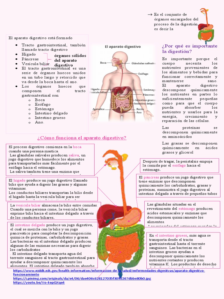 El funcionamiento del aparato digestivo | PDF | Sistema digestivo humano | Bilis