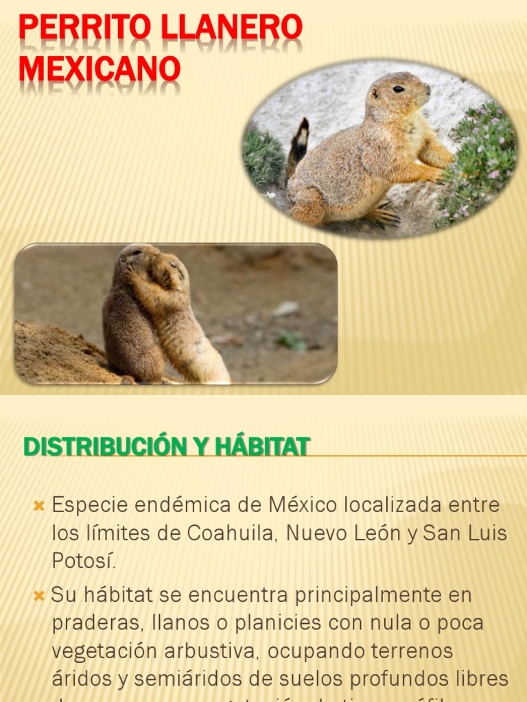 Perrito Llanero Mexicano | PDF | Biología de la Conservación | Extinción