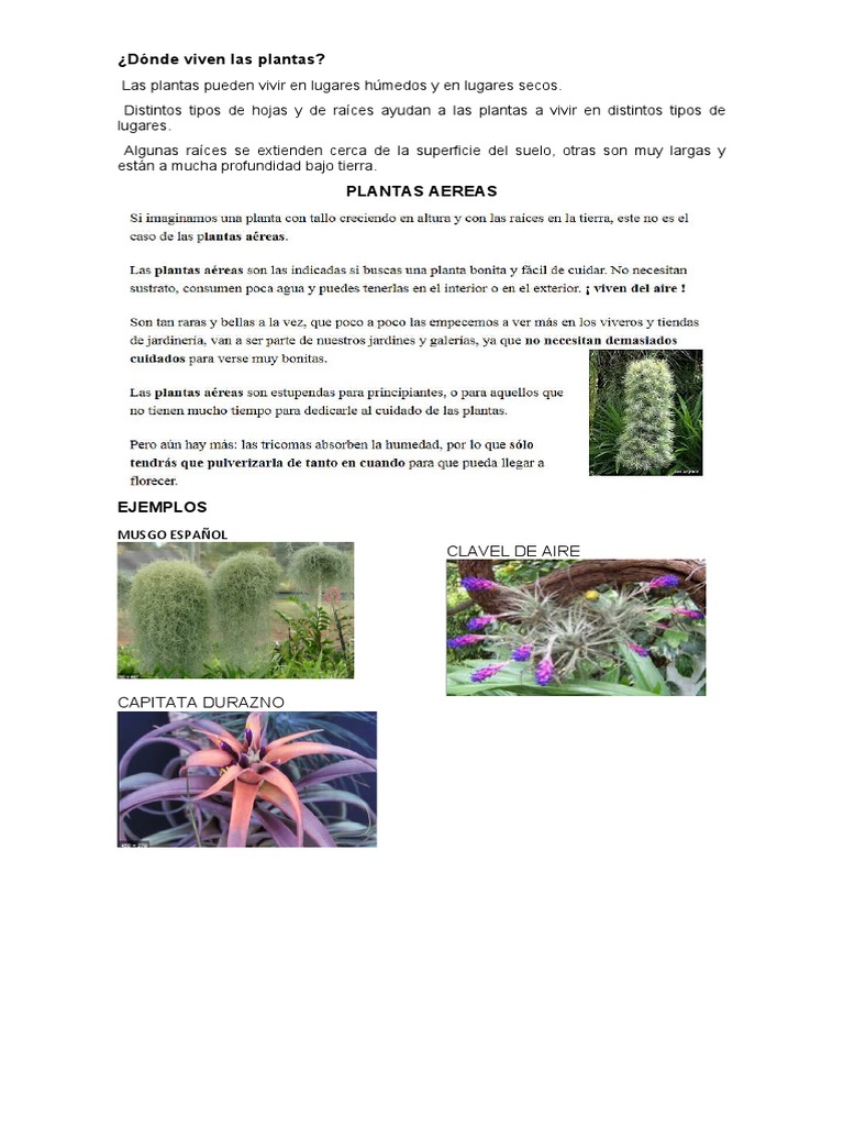 Dónde Viven Las Plantas | PDF | Plantas | Reproducción