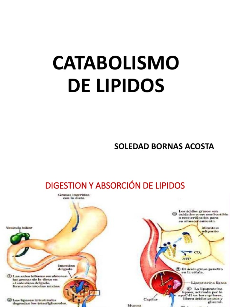 CATABOLISMO-LIPIDOS | PDF | Digestión | Lipoproteína