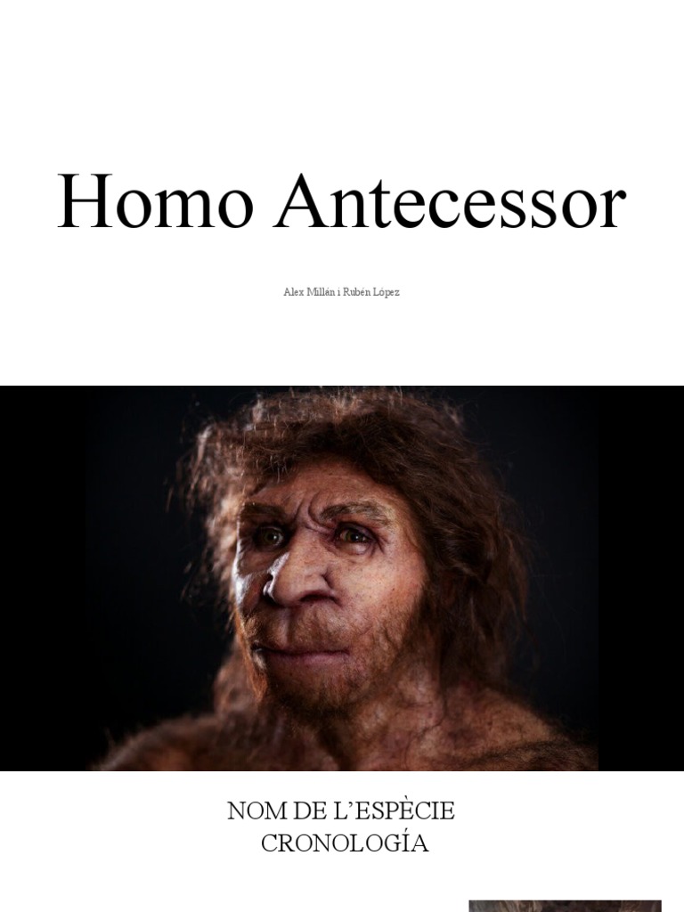 Homo Antecessor | PDF