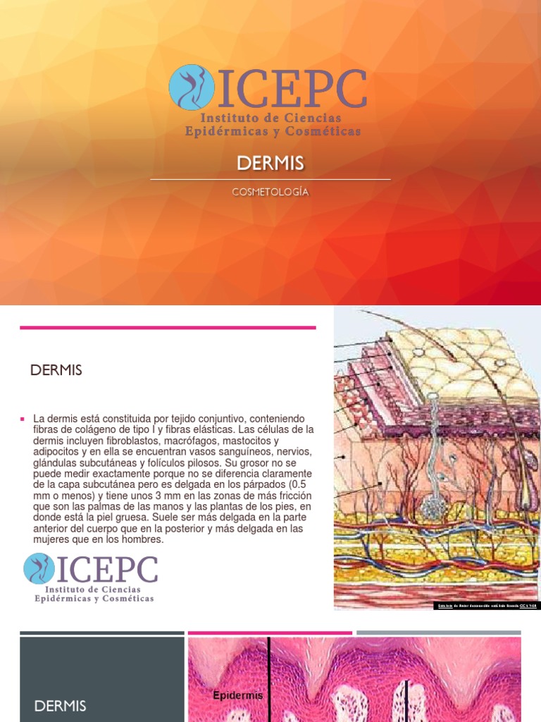 DERMIS | PDF | Termorregulación | Piel