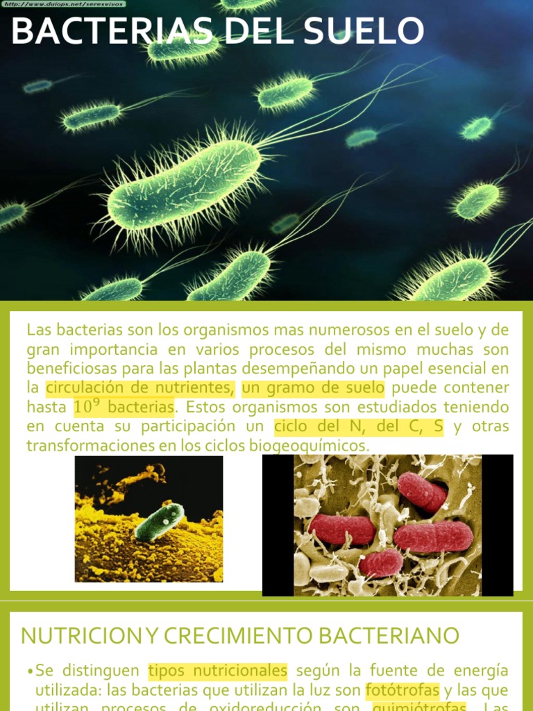 2 Bacterias del suelo | PDF | Las bacterias | Hongo
