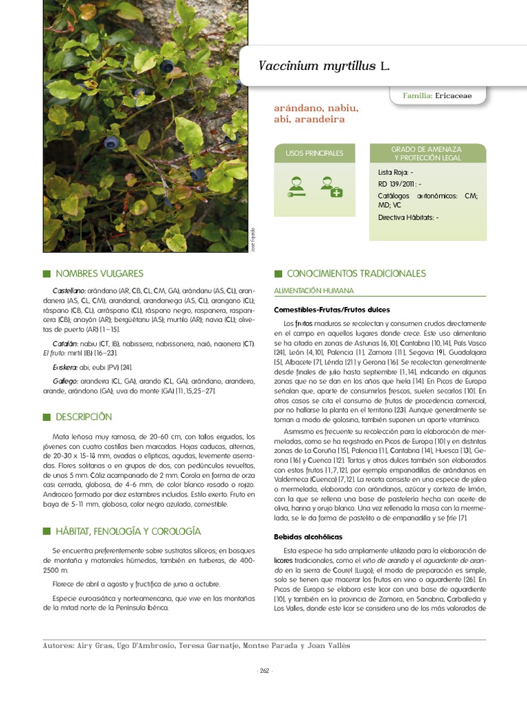 Vaccinium Myrtillus | PDF | Arándano
