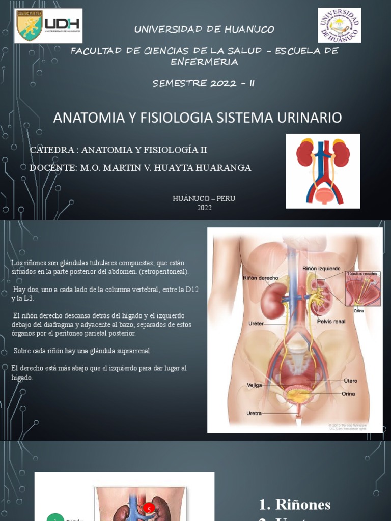 Sistema Urinario | PDF | Riñón | Anatomía humana