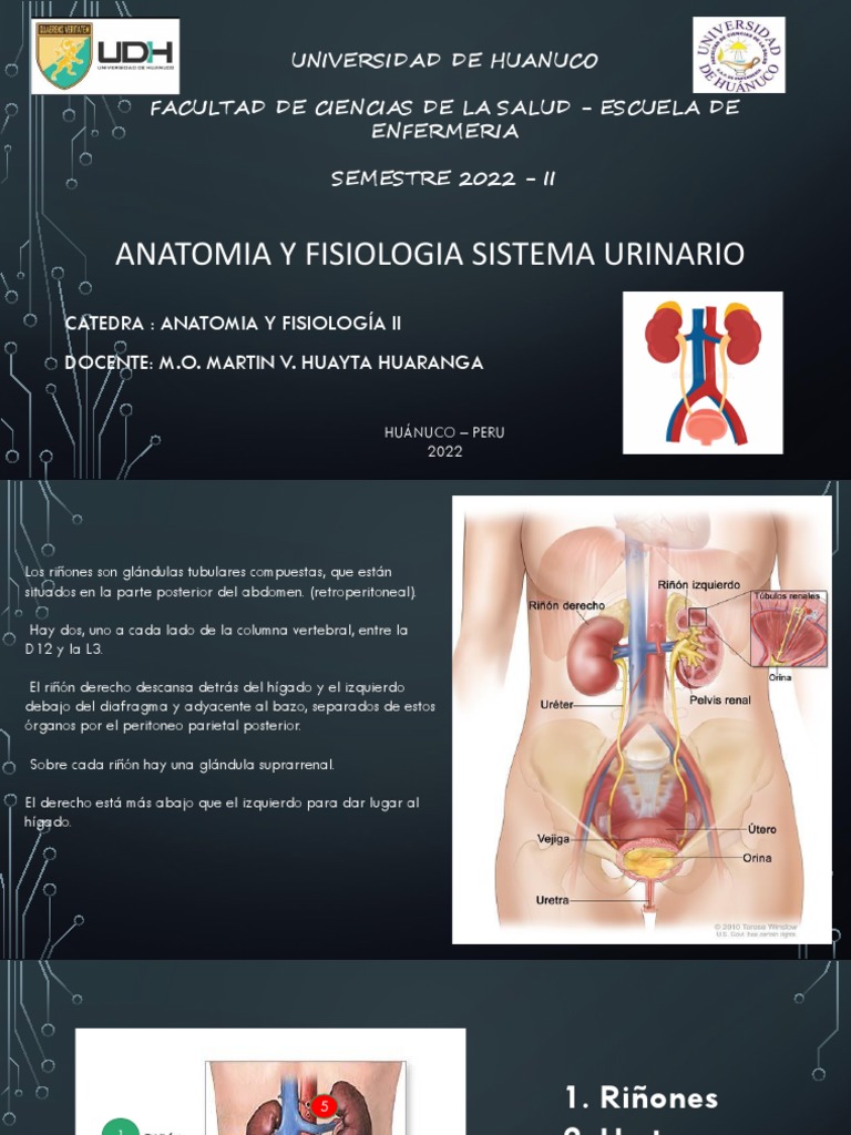 Sistema Urinario | PDF | Riñón | Órgano (anatomía)