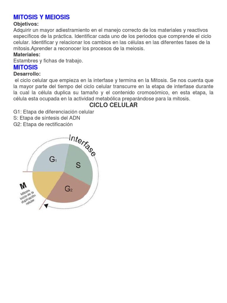 Informe de Laboratorio Biologia Mitosis y Meiosis | PDF | Mitosis | Mitosis