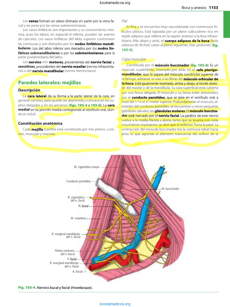 Sem 14 Morfoanatomía II | PDF | Nervio vago | Tórax