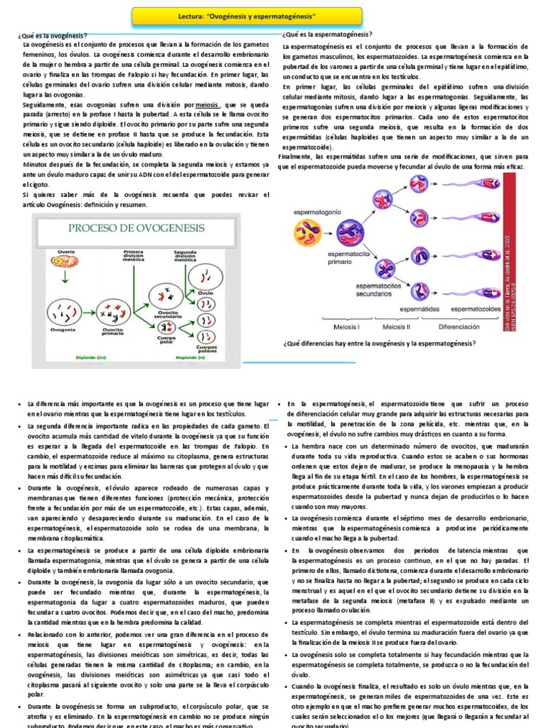 Recursos 4° - Ovogénesis y Espermatogénesis | PDF | Mitosis | Anatomia ...