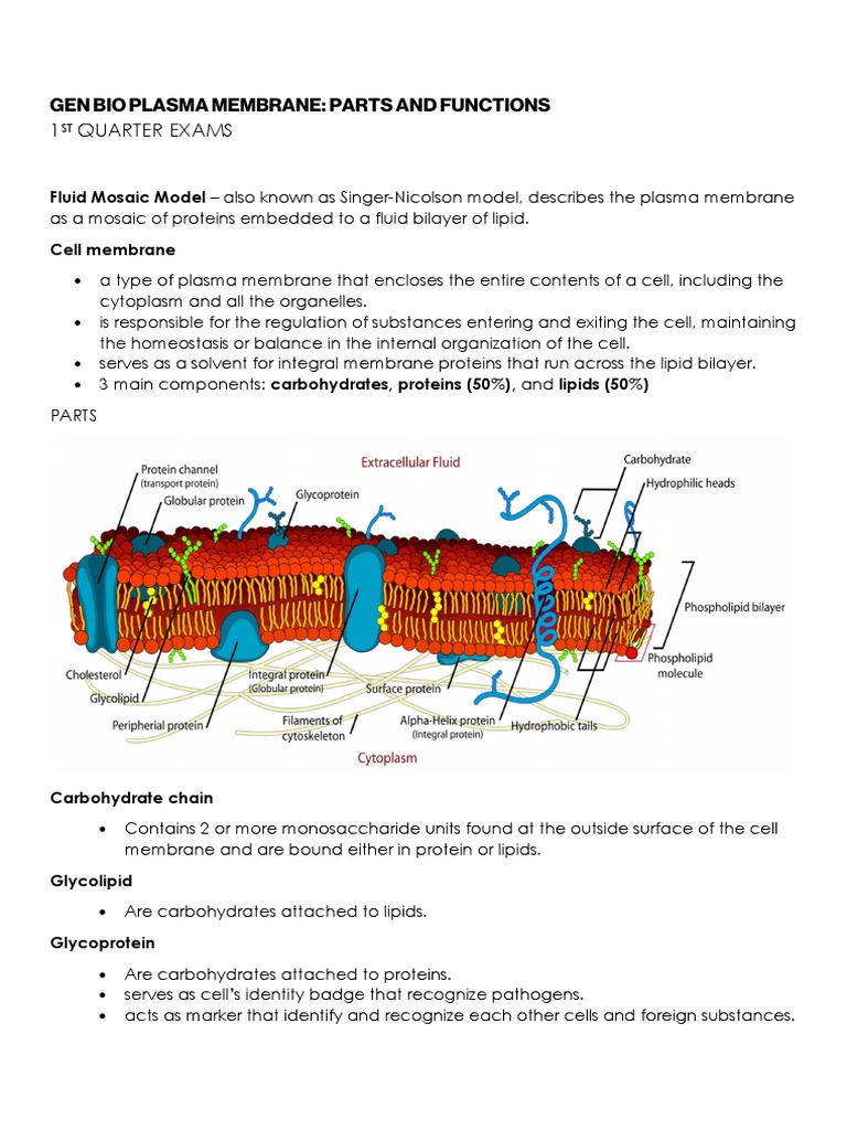 Genbio Plasma Membrane Reviewer | PDF | Cell Membrane | Lipid Bilayer