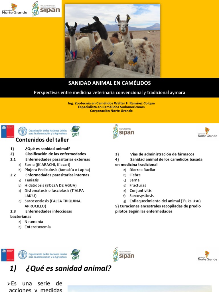 Sanidad Animal en Camélidos Aymaras | PDF | Medicina CLINICA ...