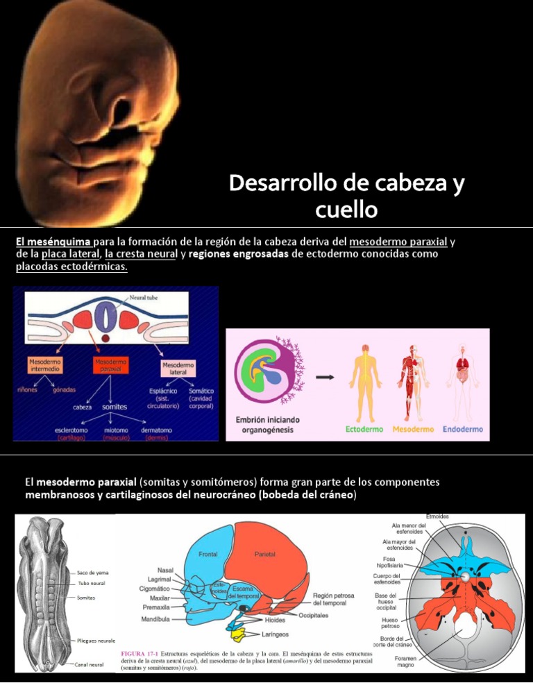 Desarrollo embriológico de cabeza y cuello | PDF | Cráneo | Anatomía