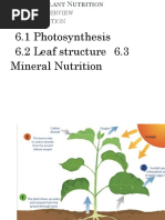 Grade 9 Photosynthesis | PDF | Photosynthesis | Glucose