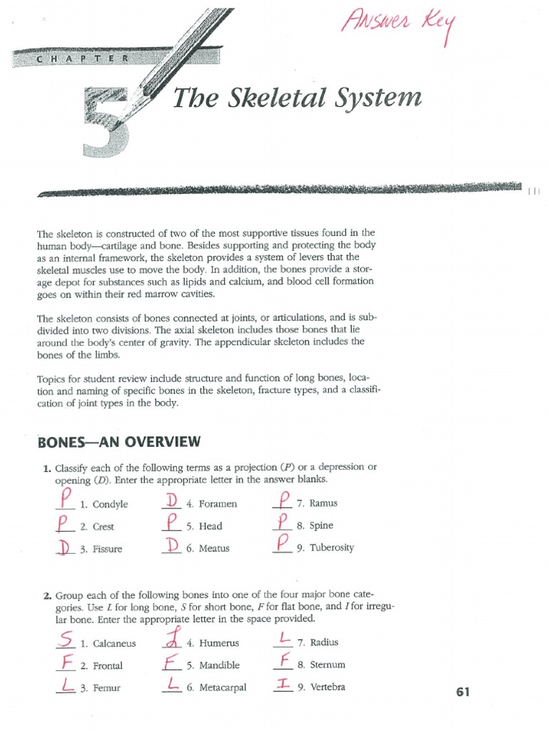 The Skeletal System Answer Key | PDF