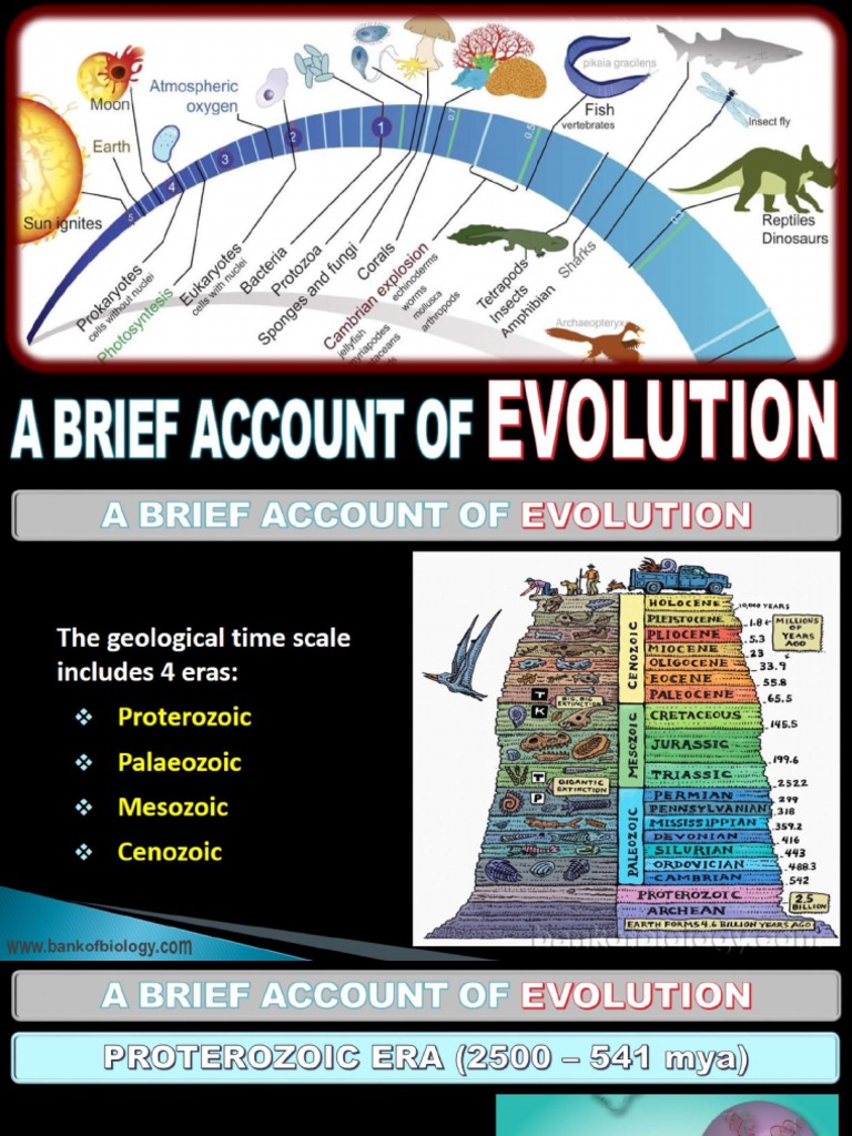 7 Evolution PPT Part 3 | PDF