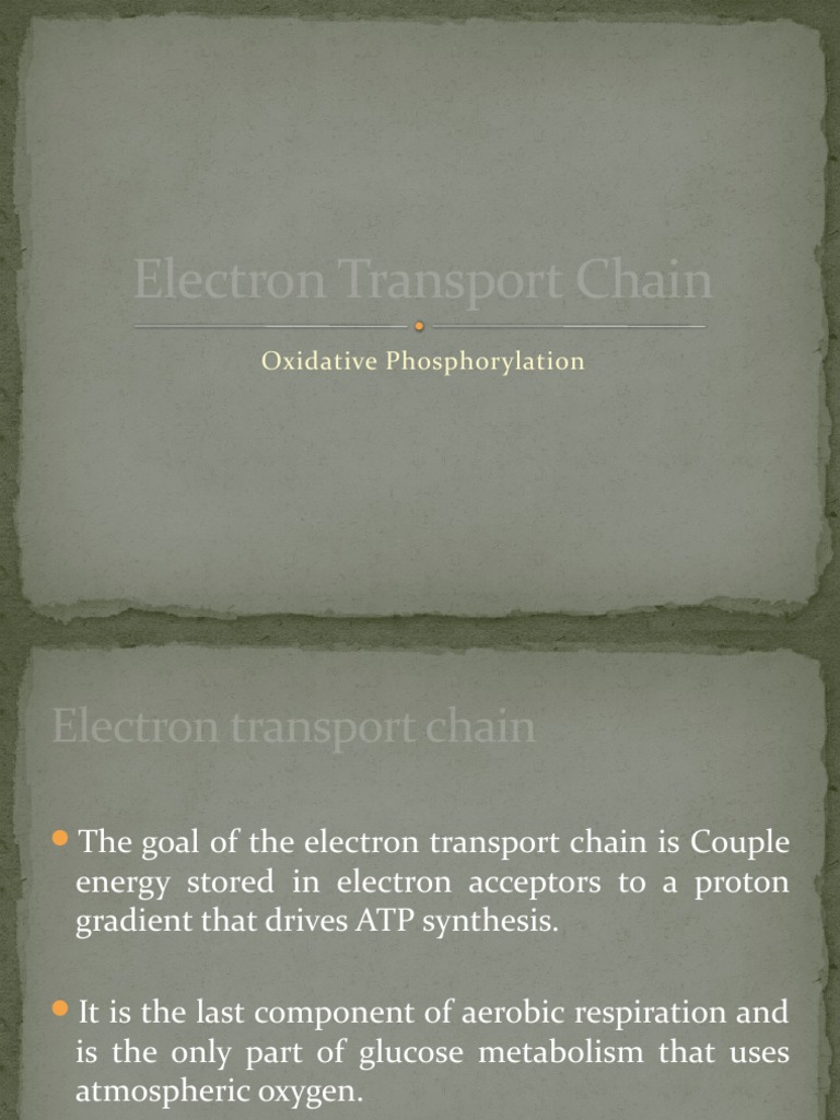 Electron Transport Chain | PDF | Teaching Methods & Materials