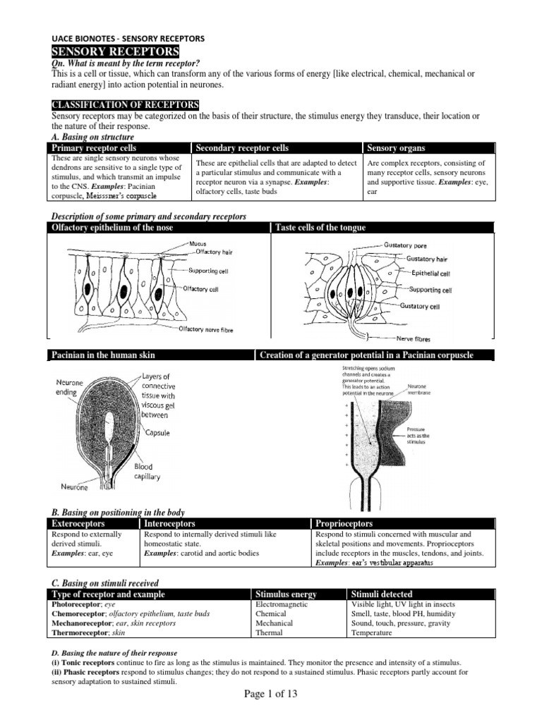 Sensory Receptors 2021 | PDF | Stimulus (Physiology) | Eye