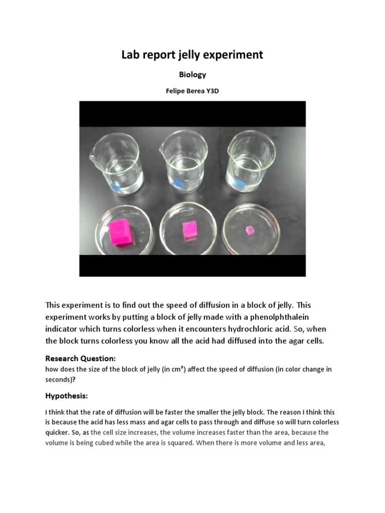 Lab Report Jelly Experiment Biology Felipe Berea | PDF | Experiment | Agar