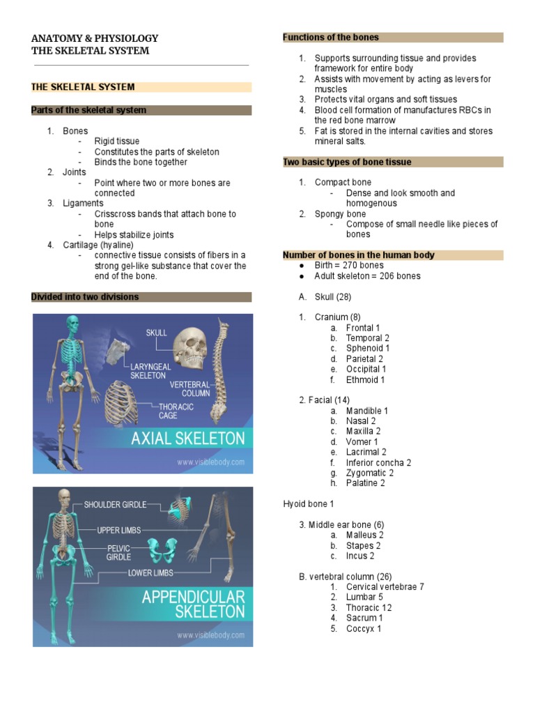 Skeletal System | PDF | Vertebra | Skull
