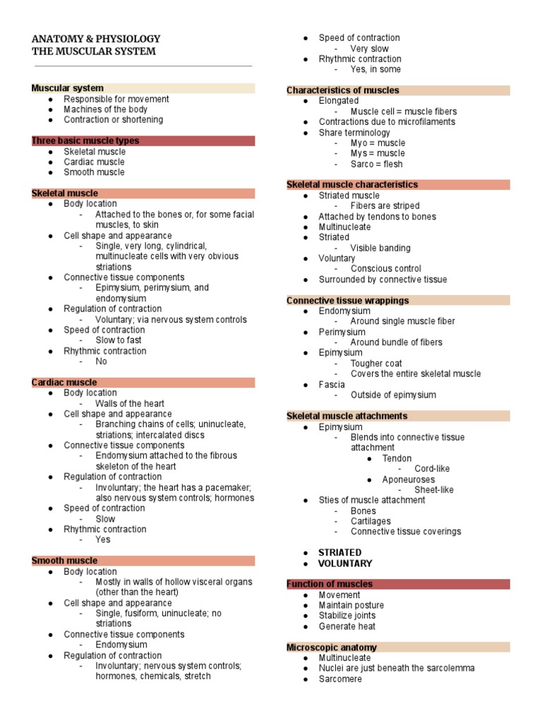 Muscular System | PDF | Muscle Contraction | Skeletal Muscle