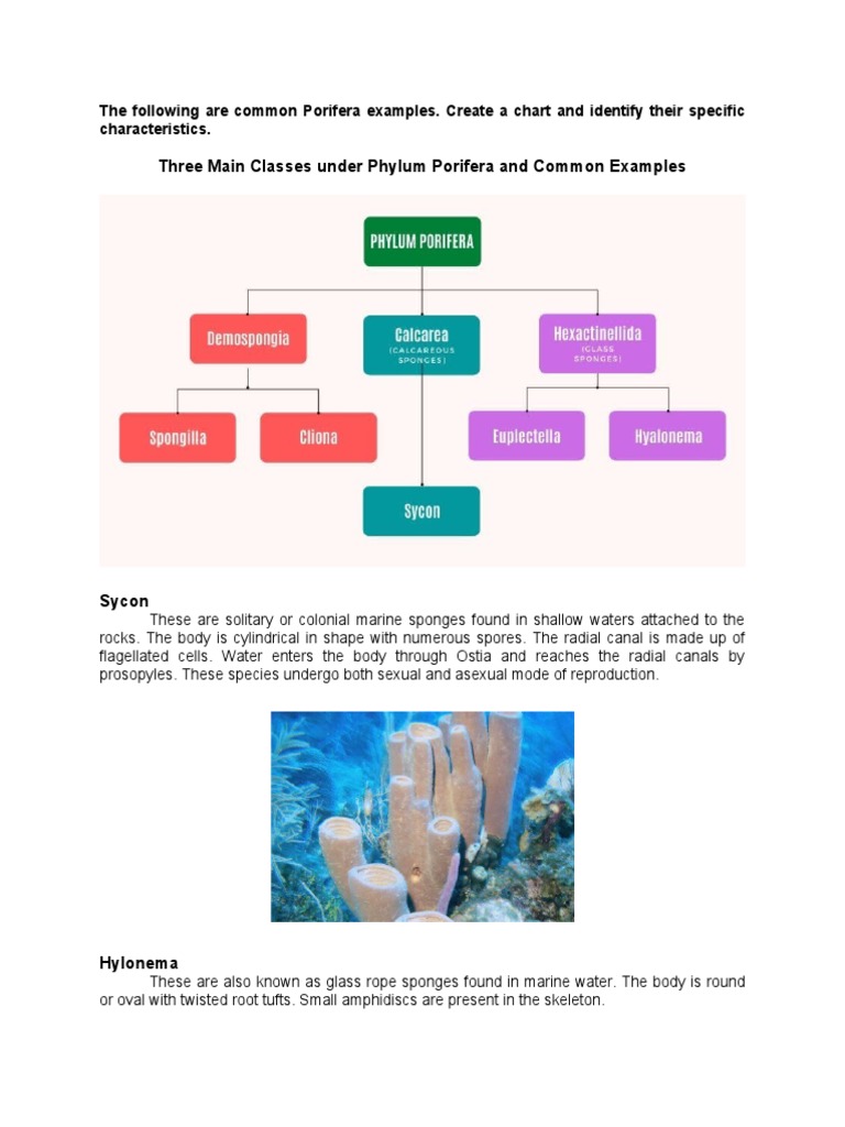 Phylum Porifera and Common Examples | PDF