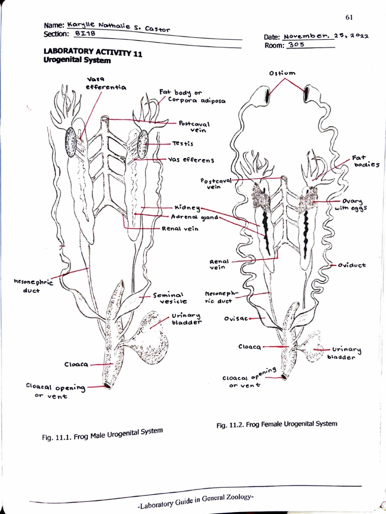 Zoology Laboratory - Activity 11: Urogenital System | PDF | Human ...