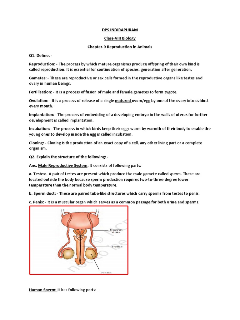 Reproduction in Animals: Class 8 Overview | PDF | Fertilisation ...