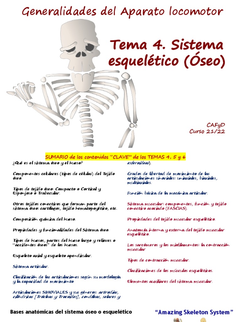 Sistema Óseo: Estructura y Funciones | PDF | Hueso | Articulación