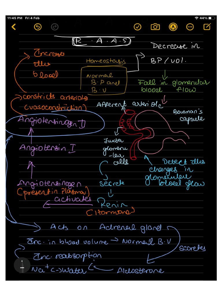 Excretory System Drawings | PDF