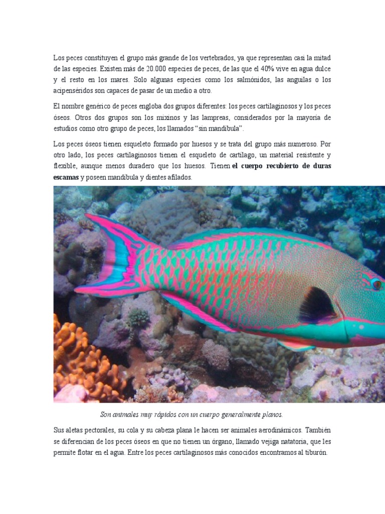 Características y clasificación de los peces | PDF | Pescado | Zoología