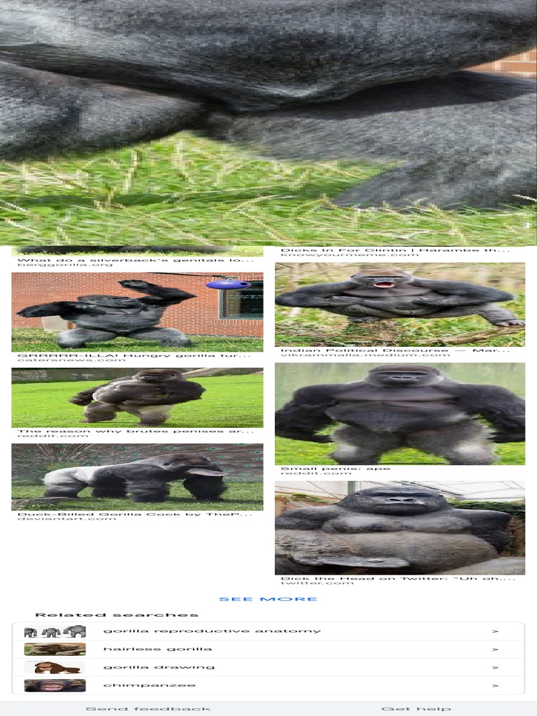 Gorillas Penis - Google Search | PDF